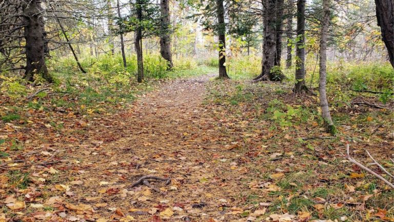 Living In A Rural Area - 8 Essential Facts To Consider