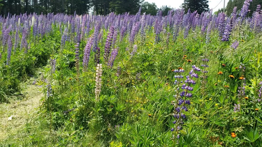 How My Rural Life Changed In 4 Years - 6 Hidden Secrets