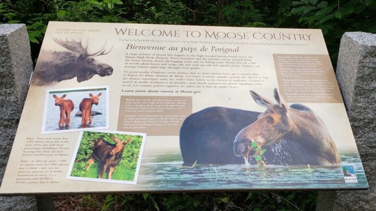 Maine Moose: Best Times And Places To See Them In 2026