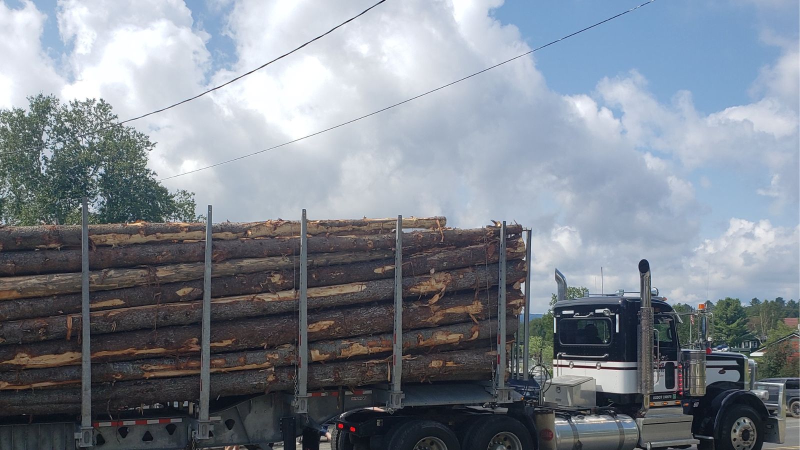 Forest Management: 5 Essential Tips For Success Today